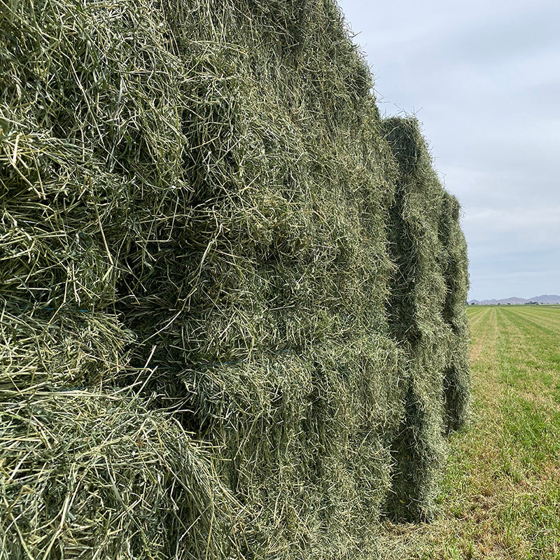 High Quality Hay for Sale in Arizona - Bales Hay Sales/1891 Homestead